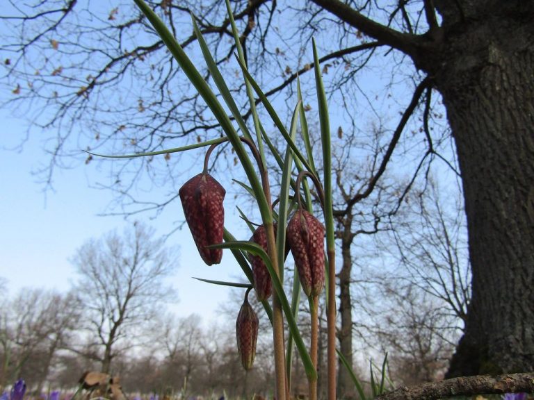 Laleaua pestriţă sau floarea de şah a înflorit din nou în Pădurea din ...
