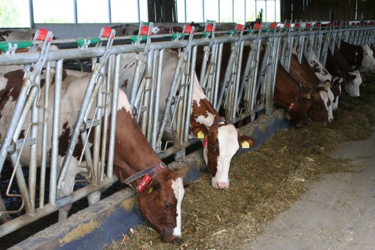 ”R2-D2”, la coada vacii. Cum arată prima fermă din România în care ...