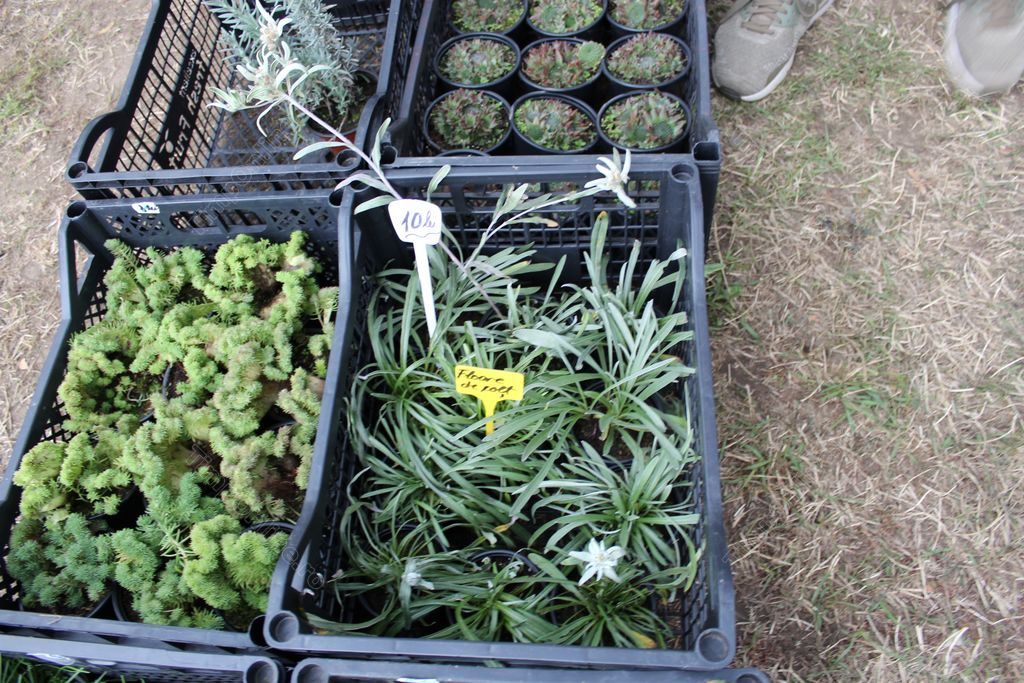 Vreti sa va imbogatiti? Copacul banilor poate fi una dintre solutii (FOTO)