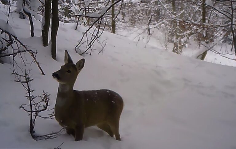 Căprioare care caută hrană în zăpadă, surprinse de camere în Munții ...