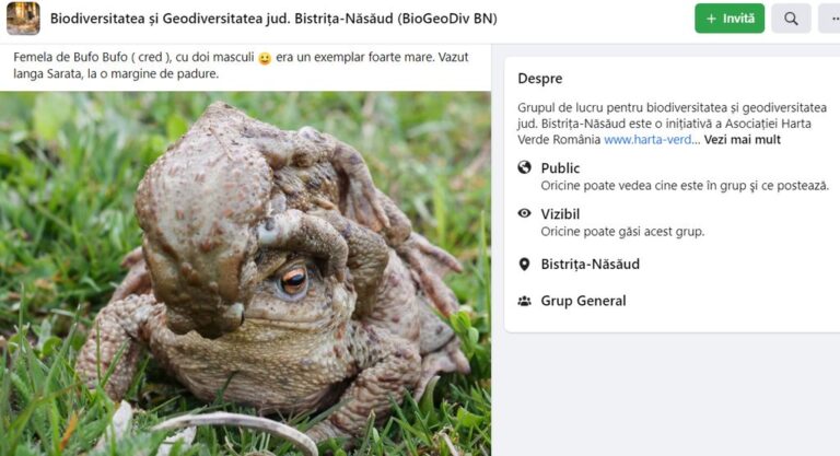 Cea mai mare broască din România, văzută lângă o pădure din Sărata ...