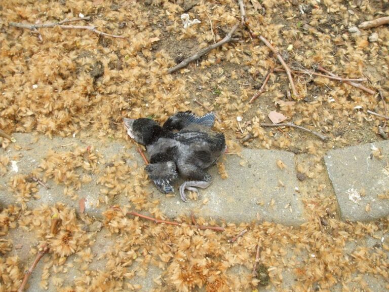 Imagini dezolante. Zeci de pui de cioară morți pe trotuar după ce au ...