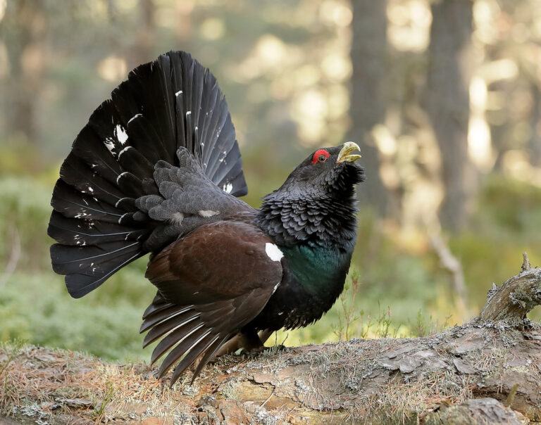 Cocoșii de munte, salvați de la împușcare de justiția din România ...