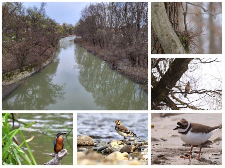 Râul Bistrița Ardeleană, murdar și poluat, e casă pentru 85 de specii ...