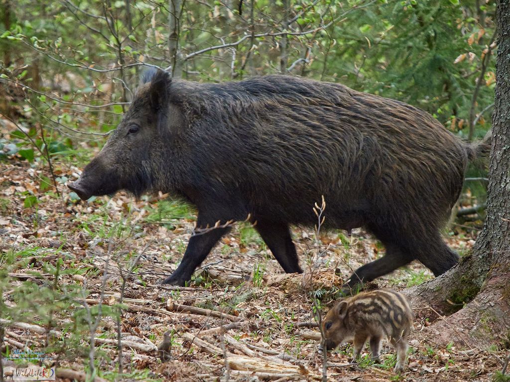 O nouă generație își face loc în pădurile și pășunile Parcului Național ...