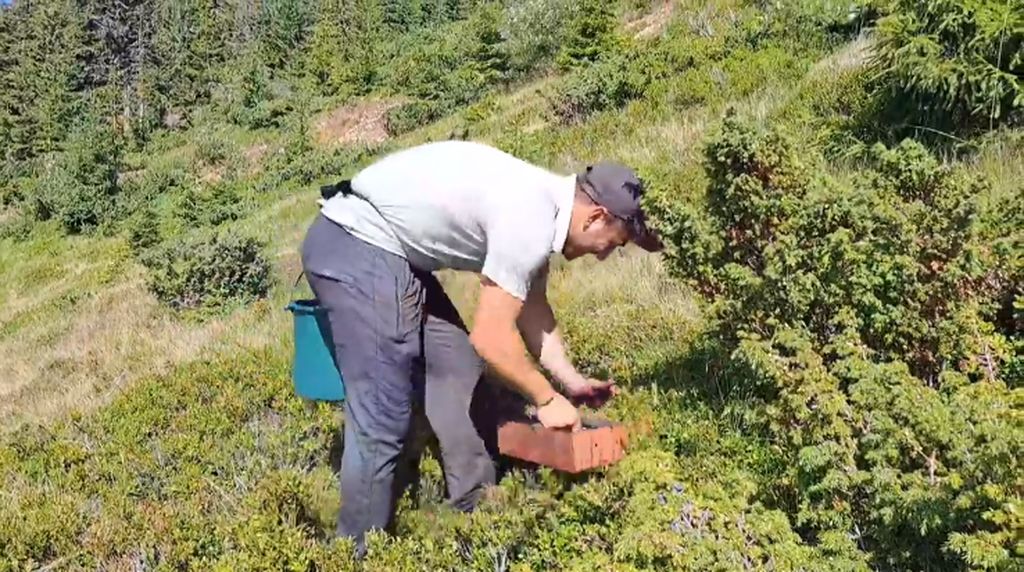 Culegătorii de afine sălbatice au luat cu asalt Munții Țibleșului. Unde ...