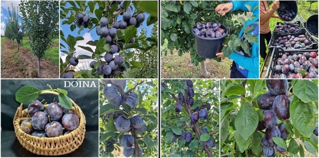 A început culesul prunelor la Stațiunea Pomicolă Bistrița – TimpOnline.ro