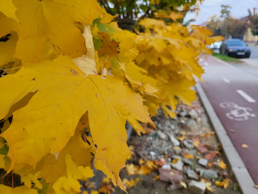 E ziua Sf. Dumitru, despre care se spune că desfrunzește codrul ...