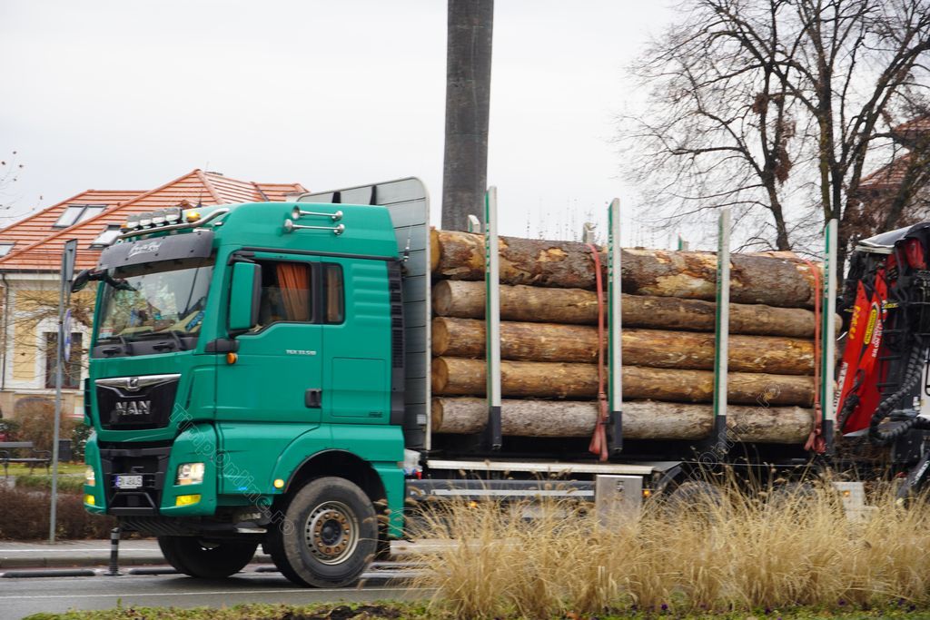Încotro se îndreaptă camioanele și trenurile încărcate cu bușteni ...