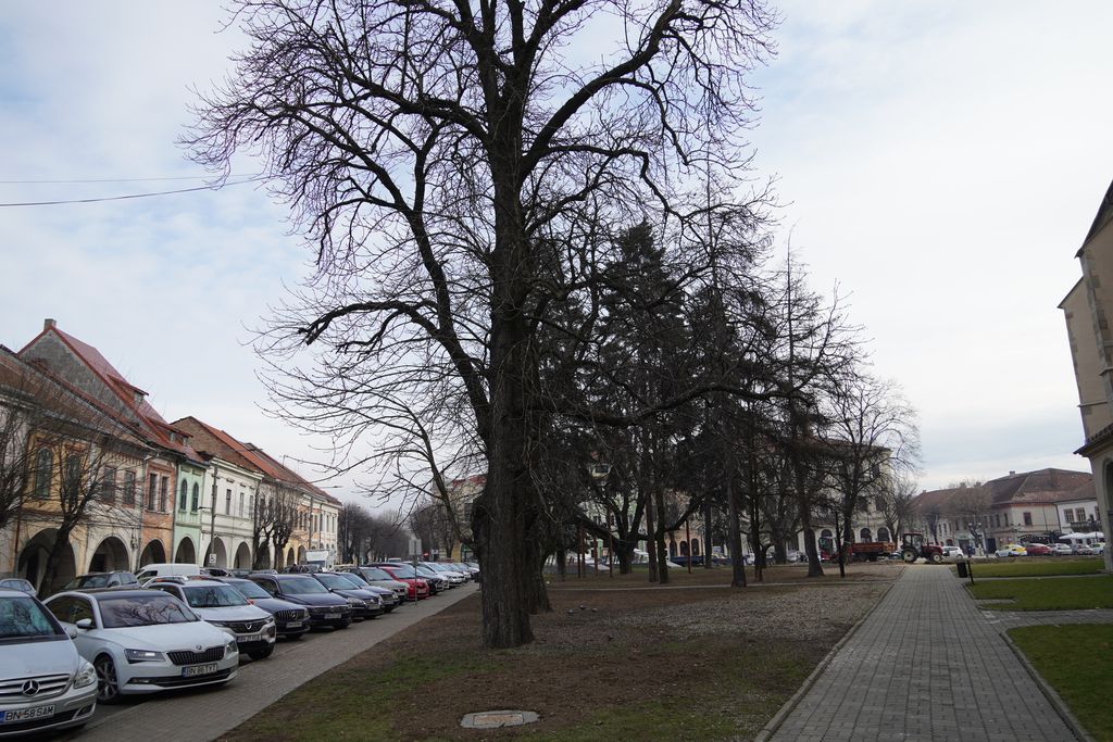 Ce copaci trebuie plantați în orașe. Soluția ca să reziste cât mai mult ...