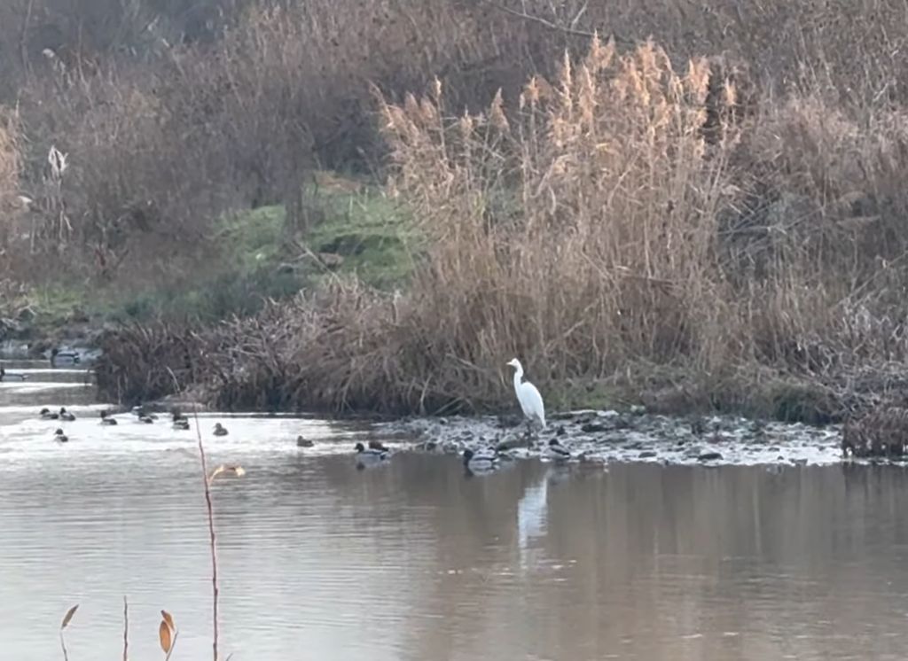 O egretă și mai multe rațe sălbatice observate pe râul Șieu, la Arcalia ...