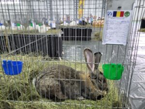 Iepuri de rasă din toată țara, în expoziție la Bistrița, cu acces ...