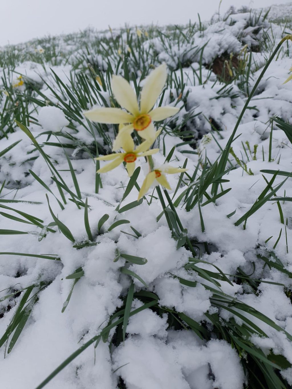Narcisele sălbatice din Munții Rodnei, acoperite de un strat de zăpadă ...