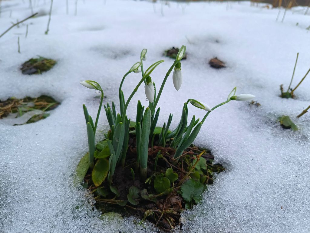 Au apărut primii ghiocei la Bistrița, semn că se apropie primăvara ...