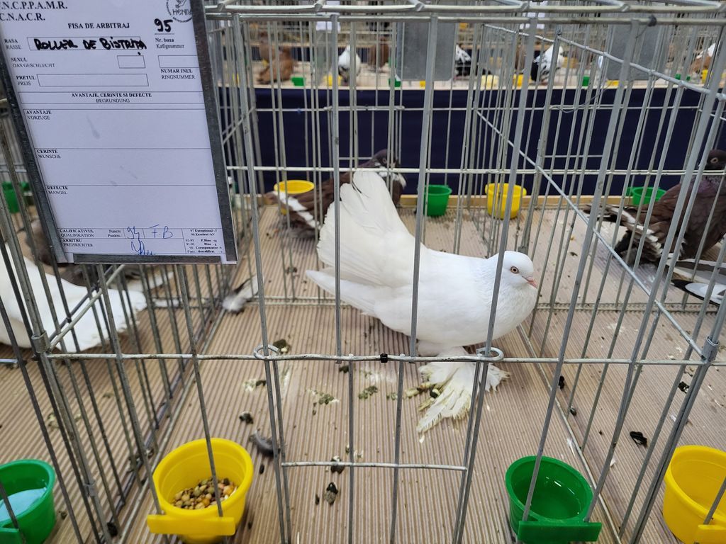 Porumbeii, simbol al iubirii și loialității, vedetele unei expoziții de ...